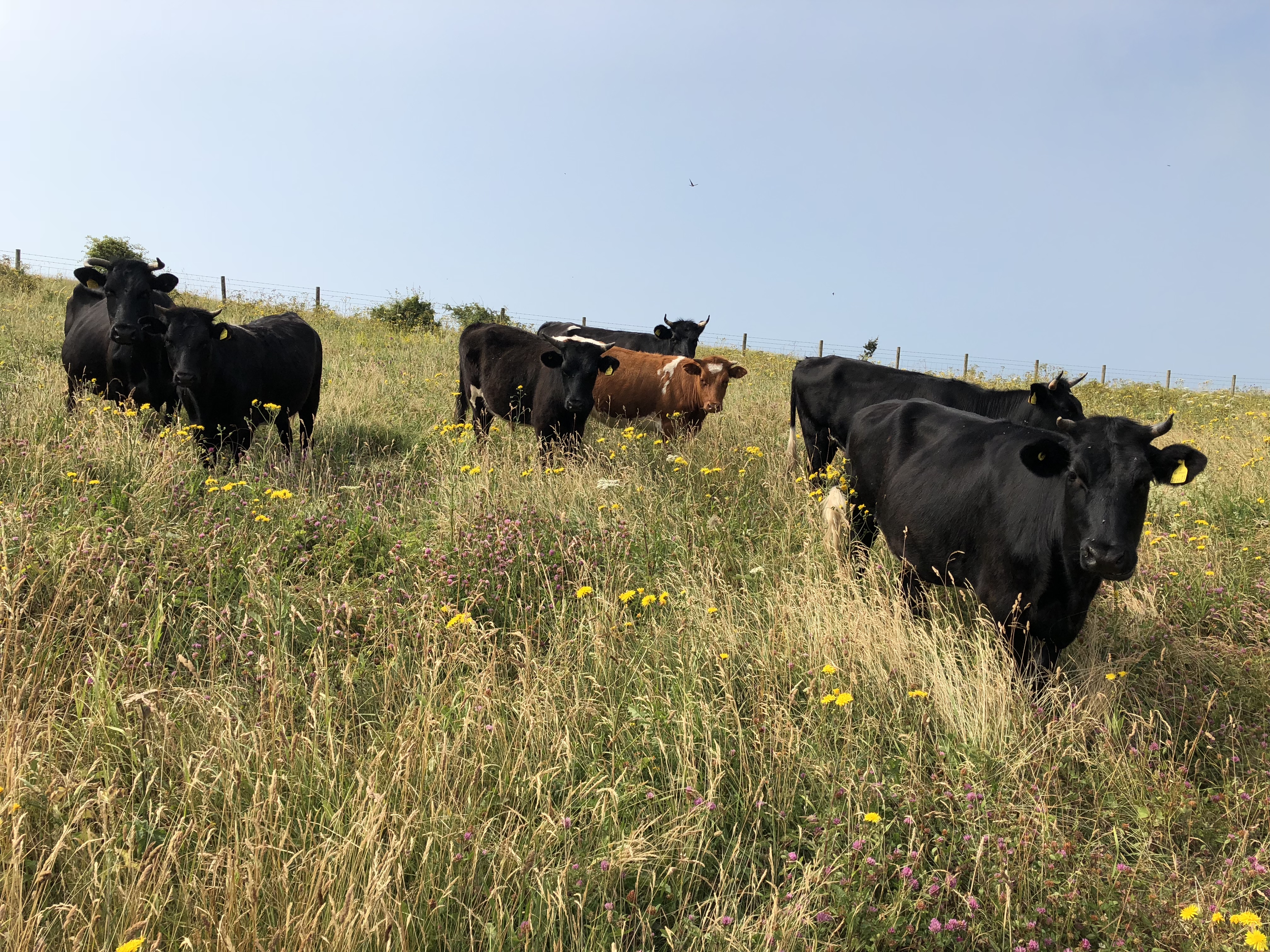 Conservation Grazing | SellMyLivestock - The Online Livestock Marketplace