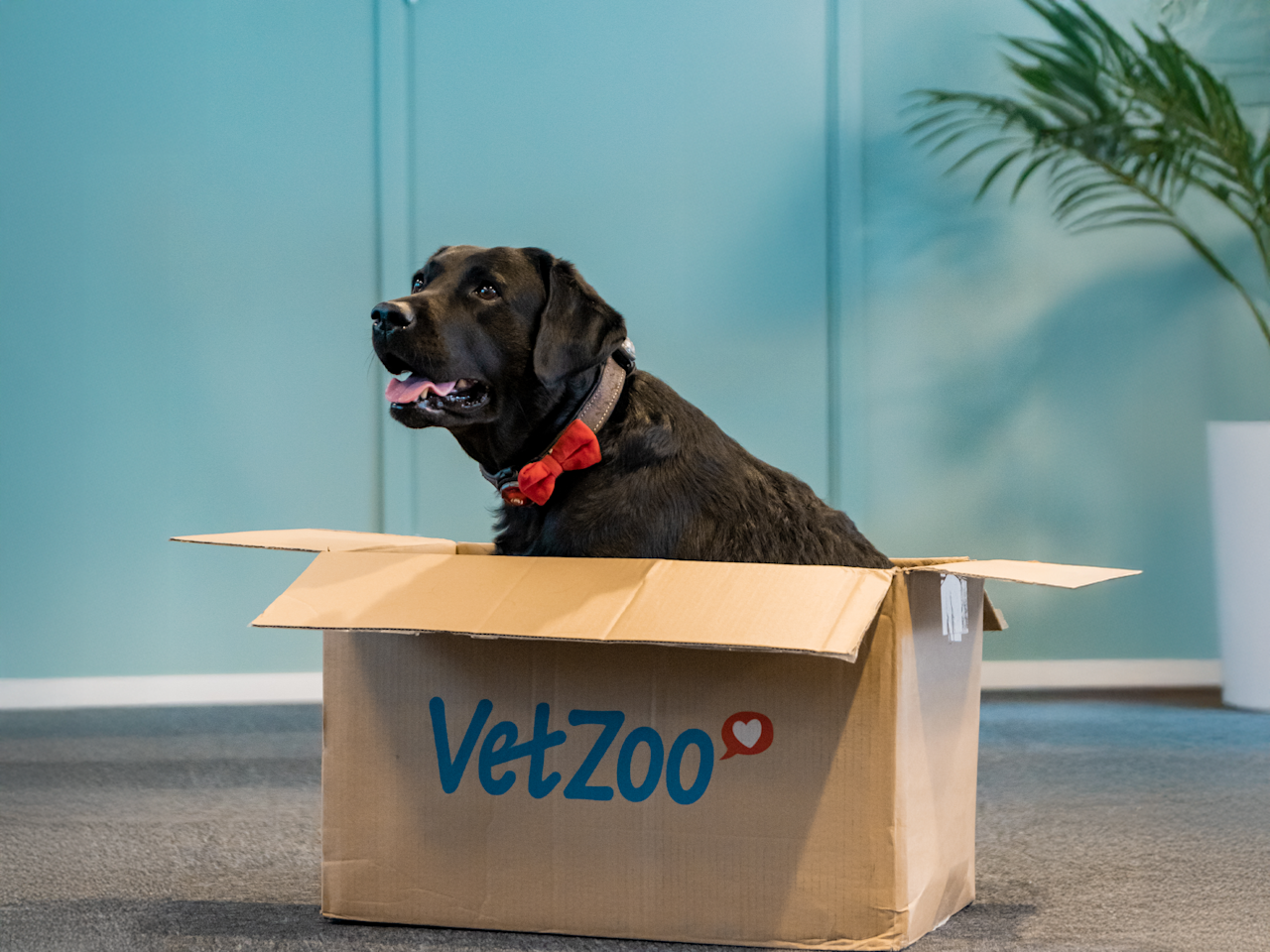 Outlet | Billig dyreutstyr & fôr online hos VetZoo.no