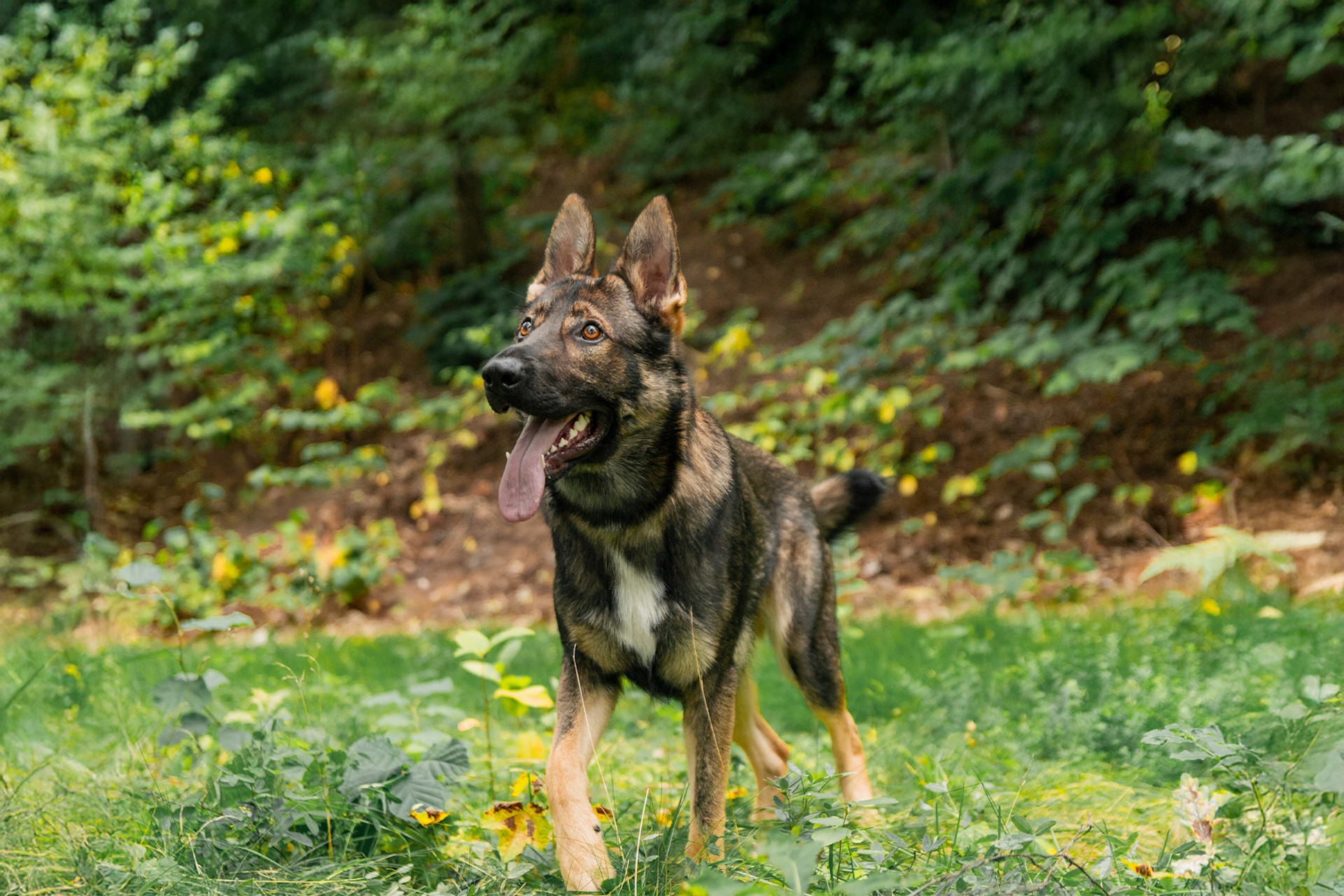 Schäfer (Tysk Schäferhund) – Temperament, størrelse, farger og hvorfor ...