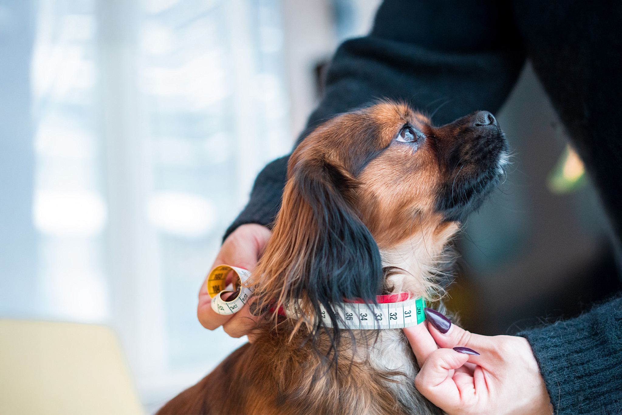 Hvordan måler man en hund riktig? – Steg for steg for rygglengde ...