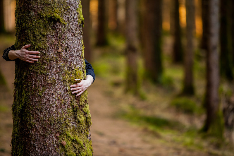 Thank You For Your Ongoing Support! | Forests Canada