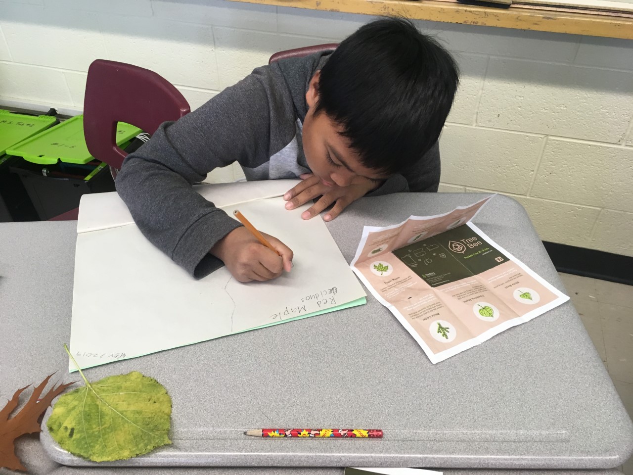 Logging into the Forest: Forestry in the Classroom program goes virtual ...