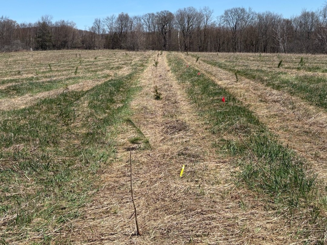 2025 Spring Plantings Photo Gallery | Forests Canada