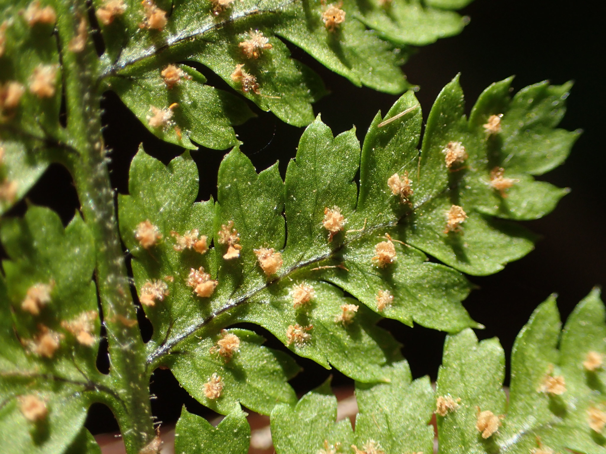 Ferns in the Forest: A Fairy Tale | Forests Canada