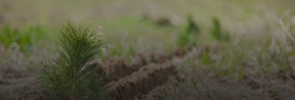 Tree Planting & Forest Stewardship | Forests Canada