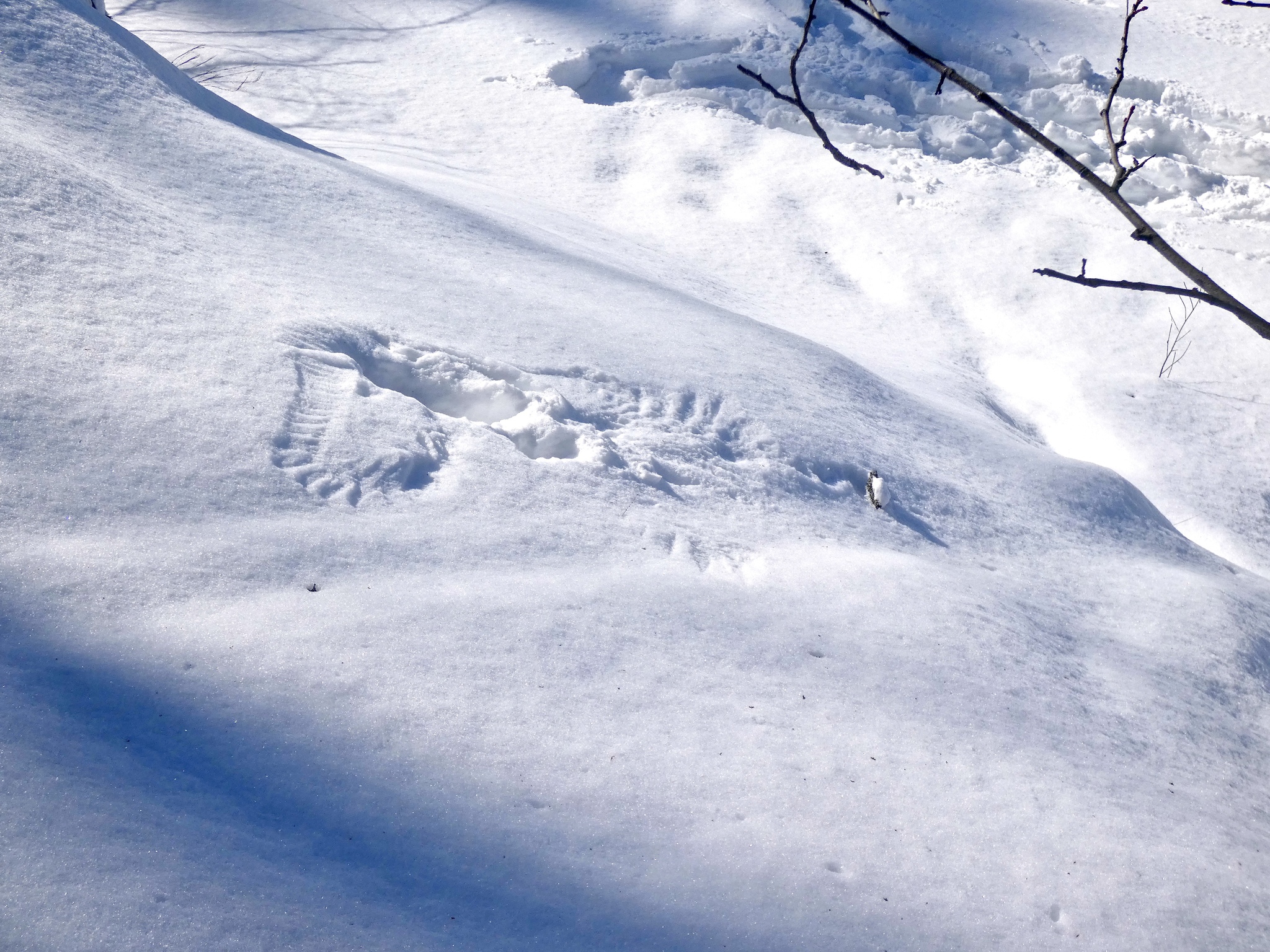 Possum Tracks In Snow