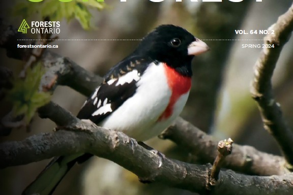 Our Forest magazine, Forests Ontario, forestry, tree planting | Forests ...