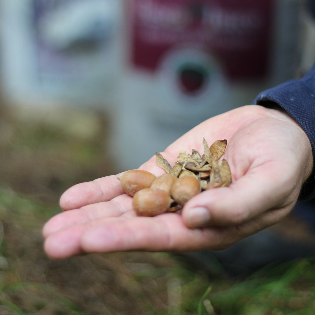 Tree Seed Diversity Program | Forests Canada