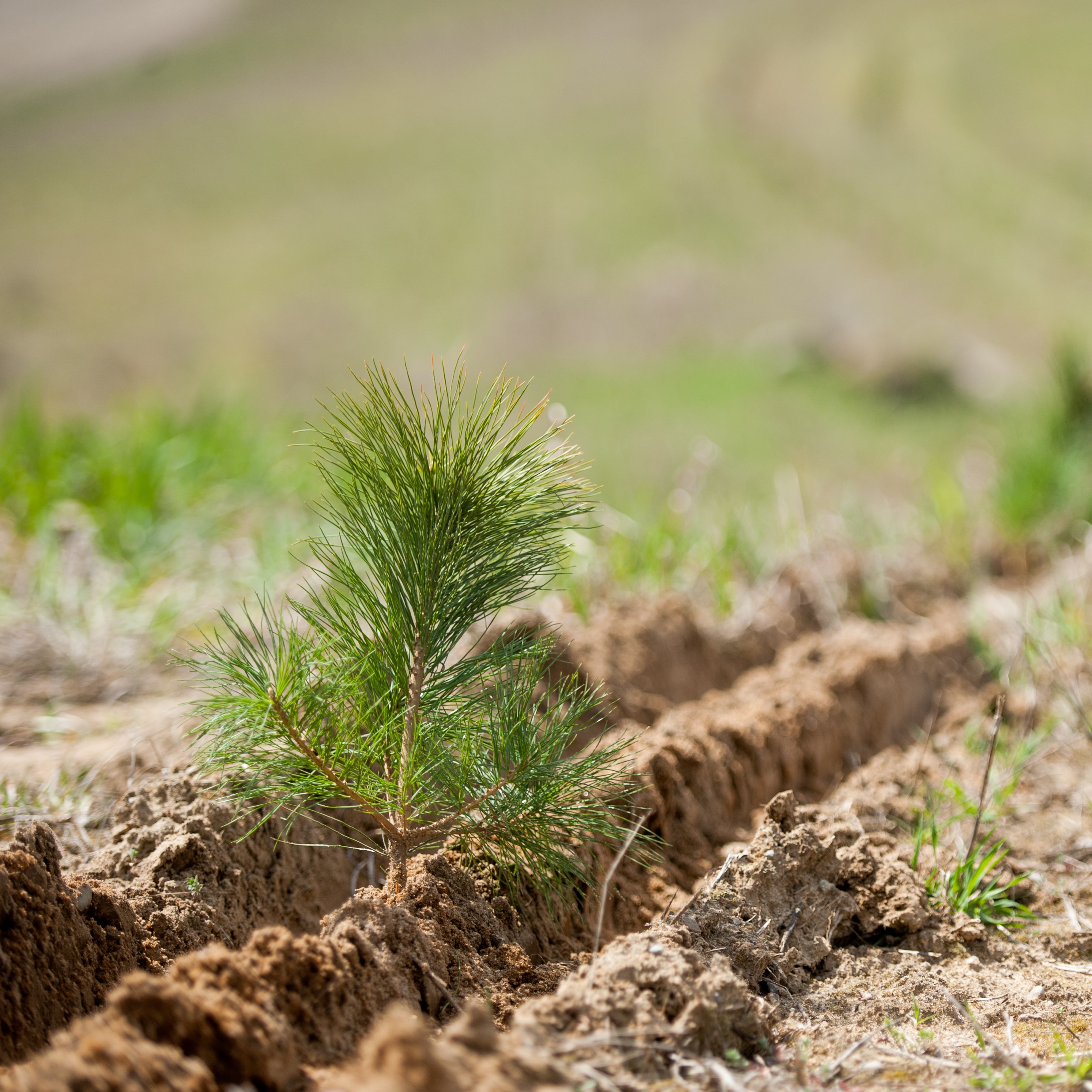 Support tree planting | Forests Canada