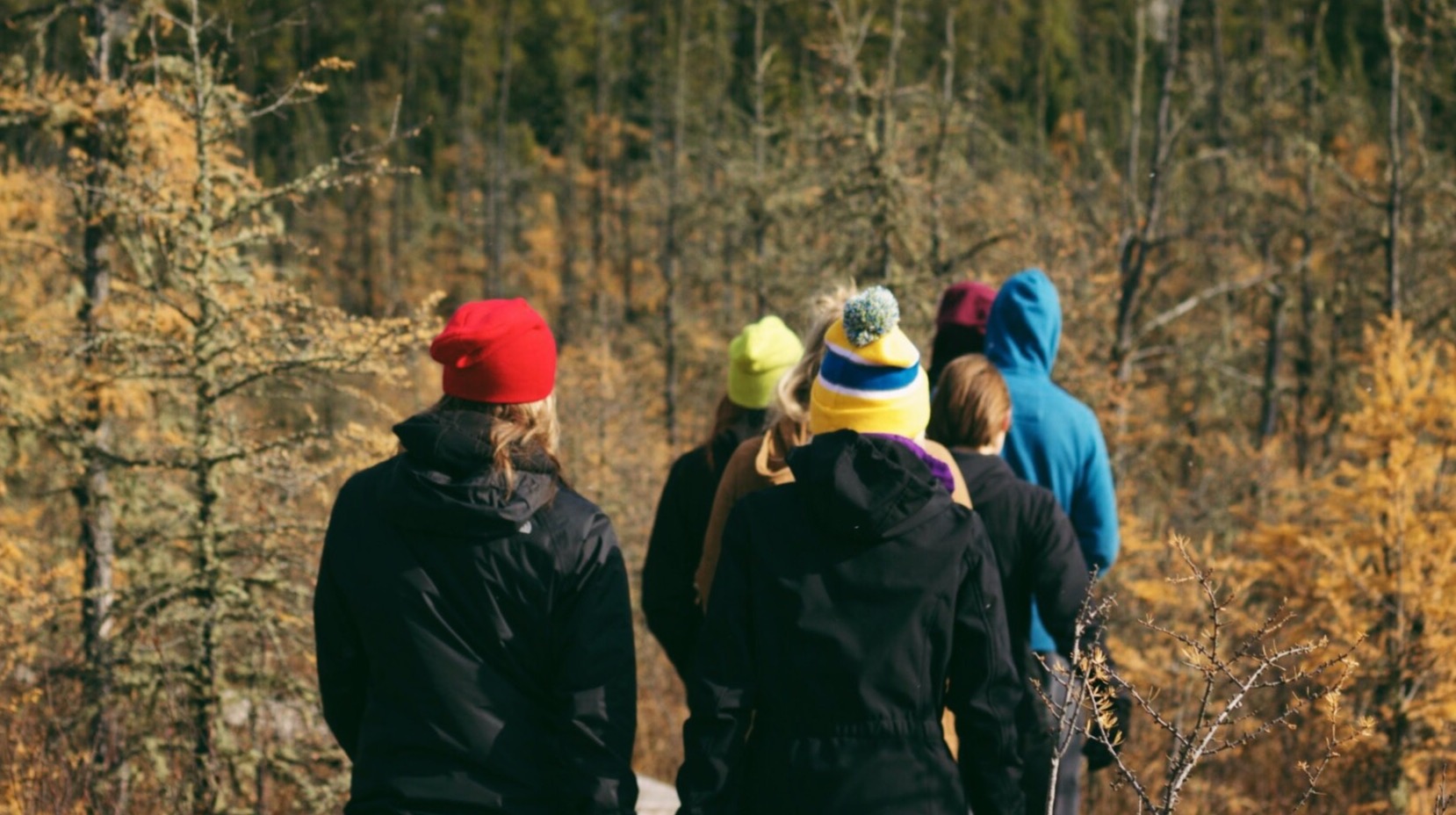 Sign Up for Our TreeLine Newsletter | Forests Canada