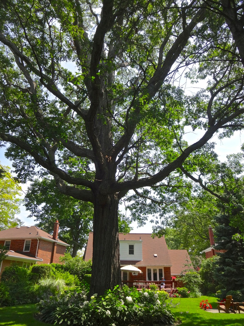 Great White Oak Recognized as Heritage Tree | Forests Canada