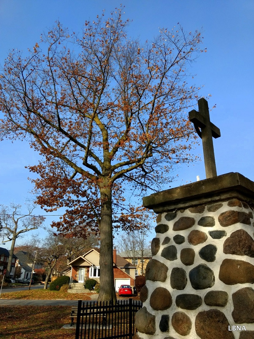 Heritage Tree: 'Big Red' Oak Thrives in Etobicoke | Forests Canada