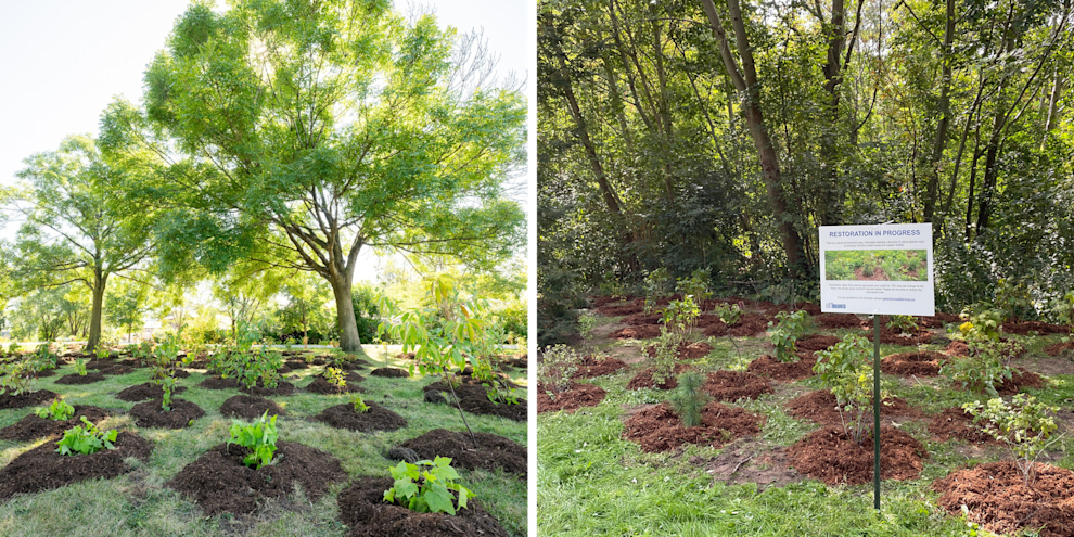 Why Seed Sources Matter in a Changing Climate | Forests Canada