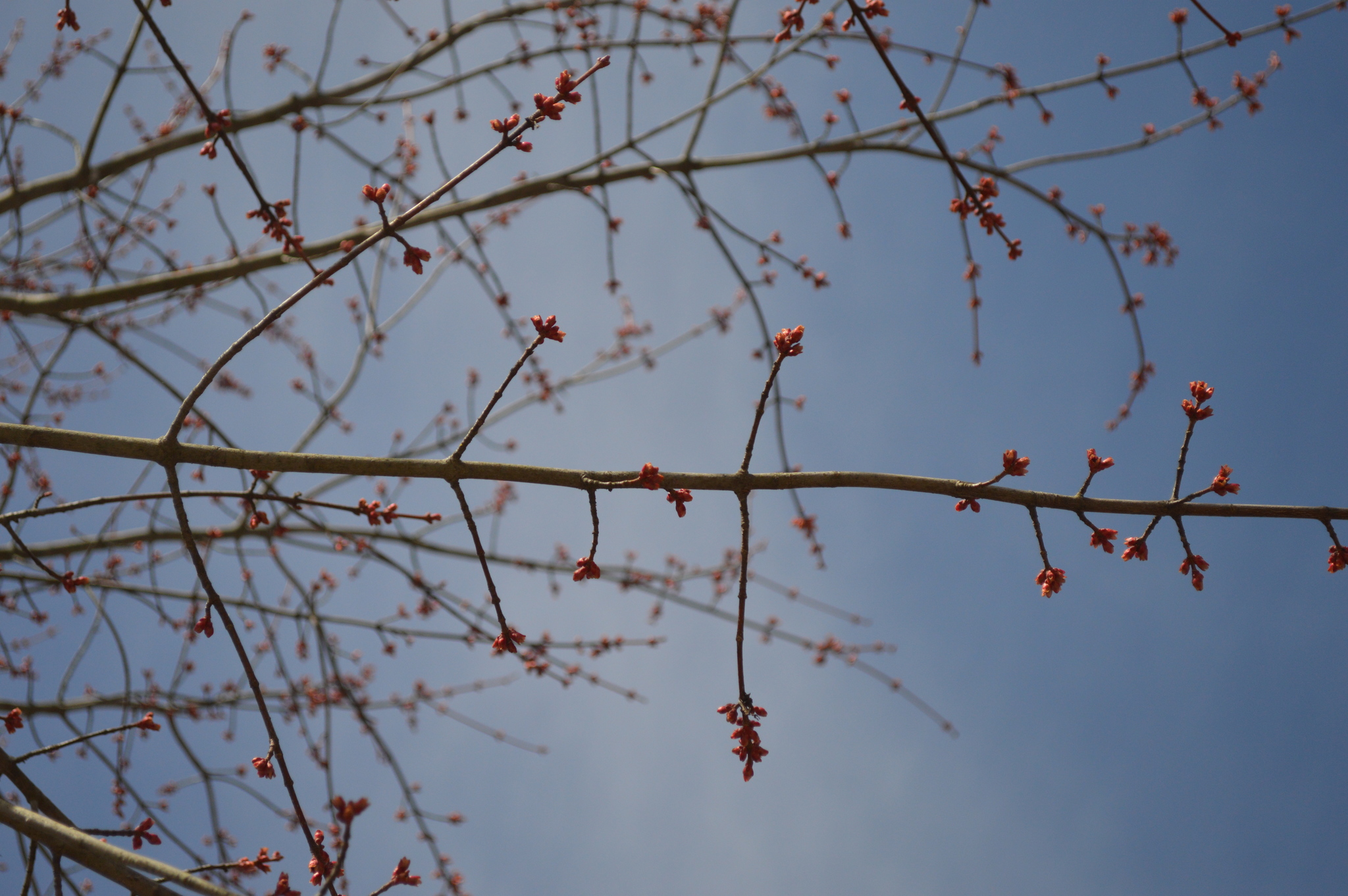Need Help To Identify Trees In Winter Here Are Some Tips Forests Ontario