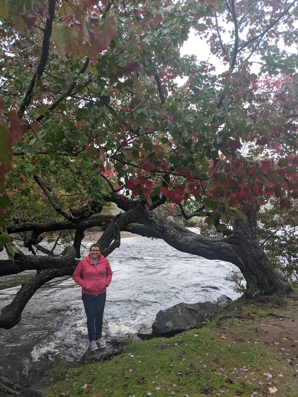 Heritage Tree Travellers Discover Ontario's Majestic Living History ...