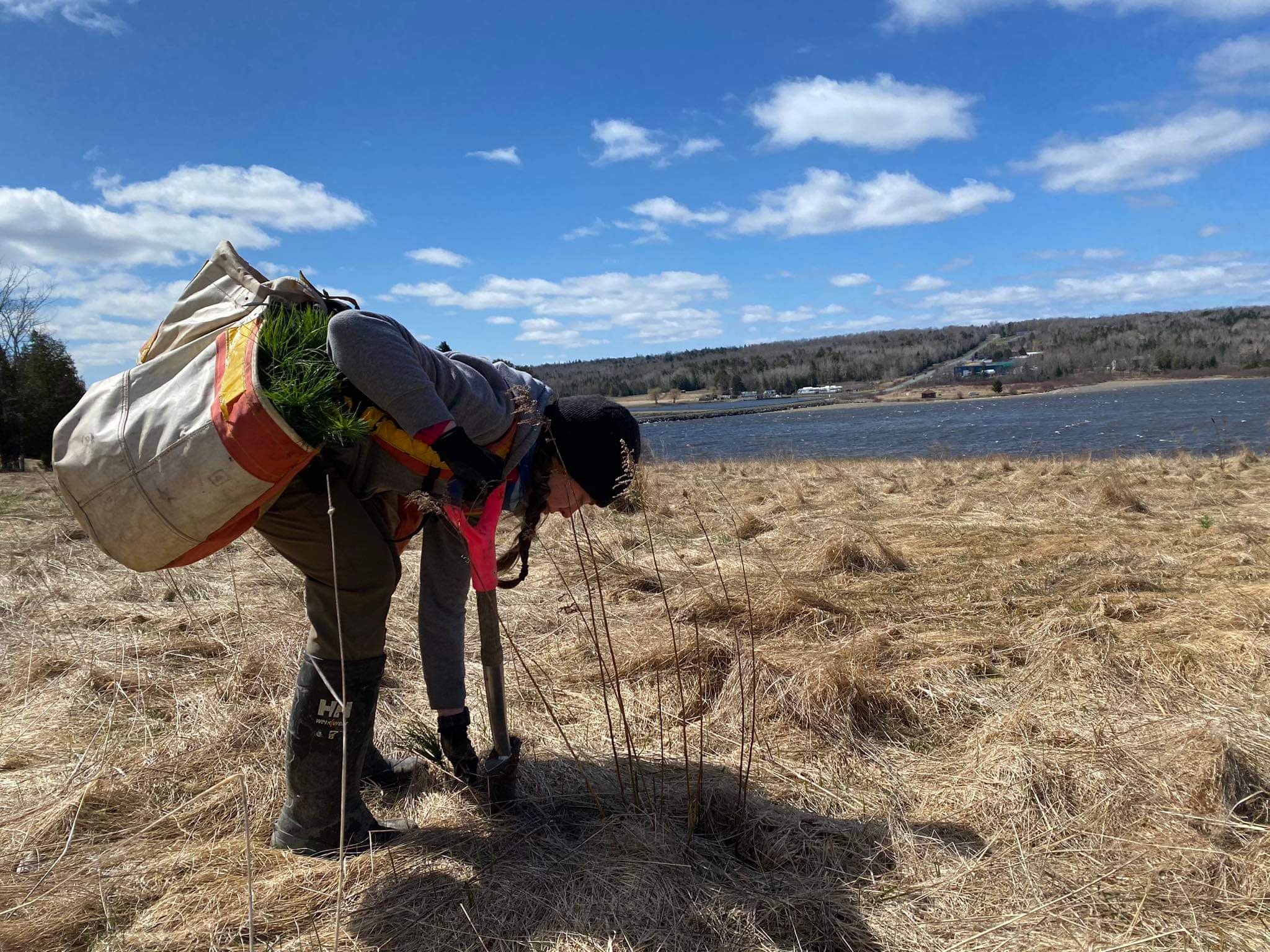 Forests Ontario, tree planting, Forest Recovery Canada, climate change ...