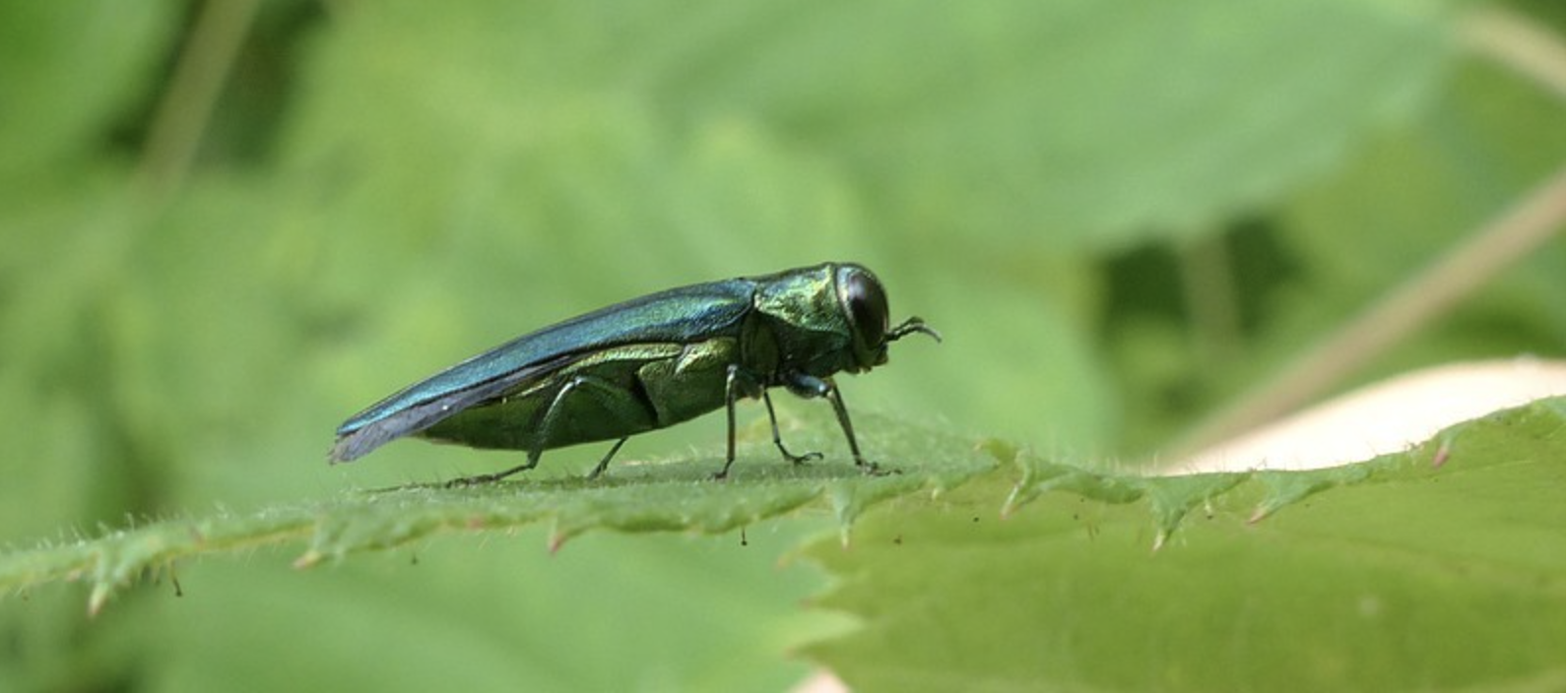 Emerald Ash Borer is here, what do I do? | Forests Canada
