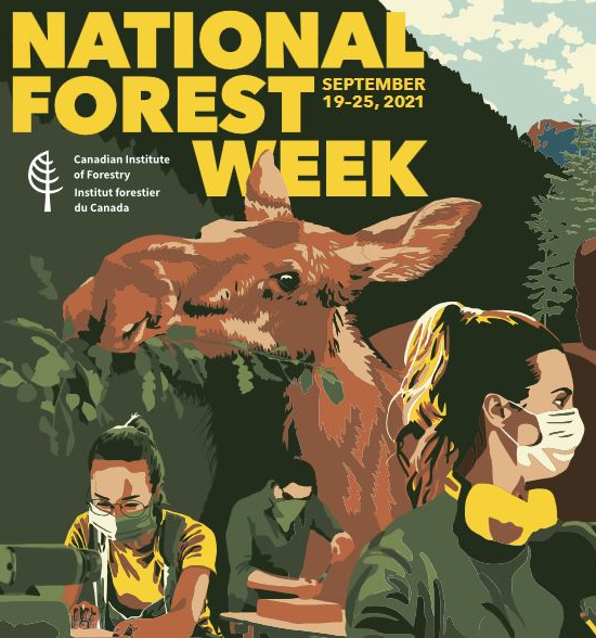 Celebrating Our Forests | Forests Canada