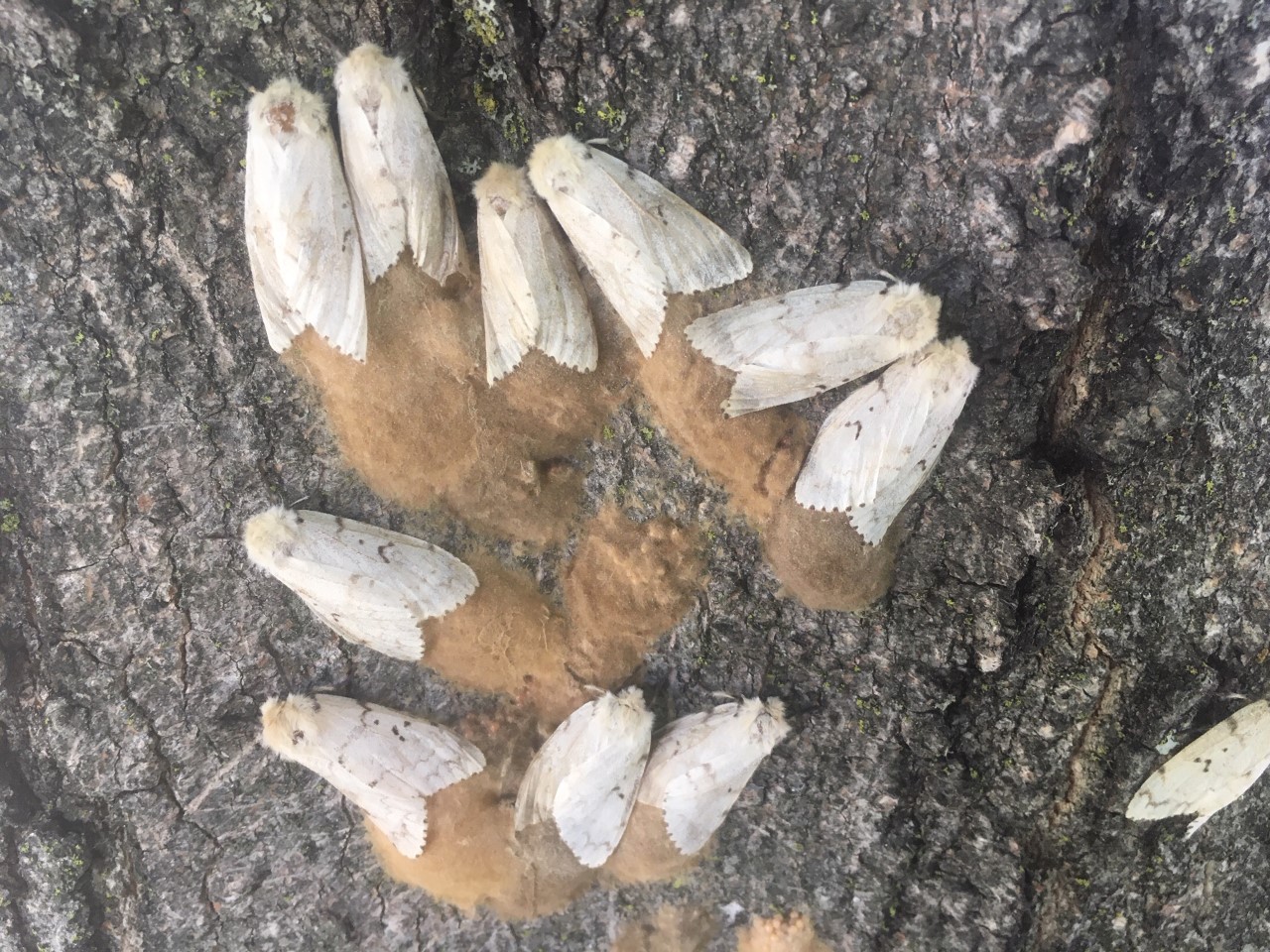 Virus Can Cause Collapse of Gypsy Moth Population | Forests Canada