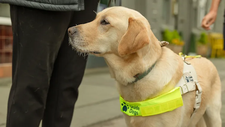 Blog | Discover Our Latest News & Features | Guide Dogs UK