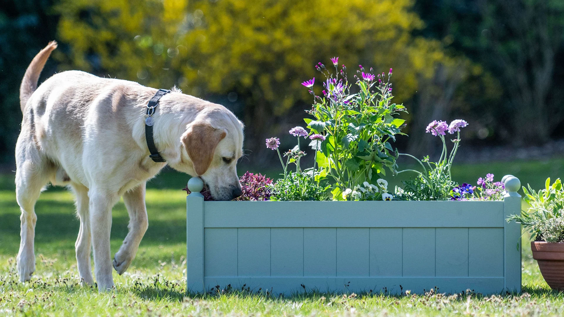 How to make your garden safe and fun for dogs this spring