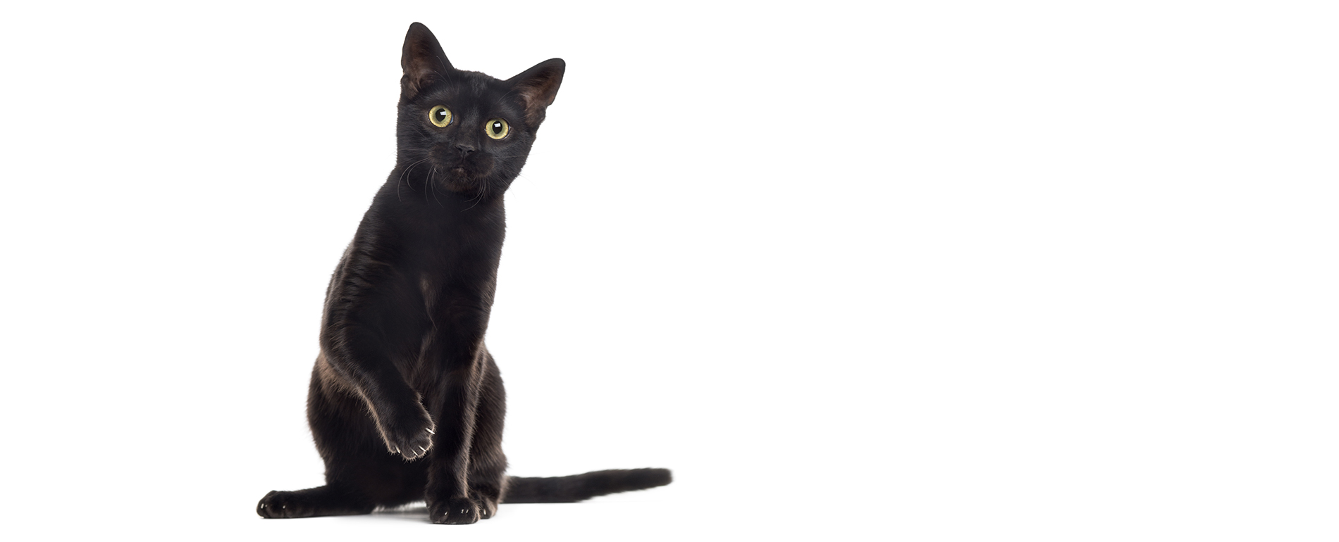 Home | Safe Cat Safe Wildlife