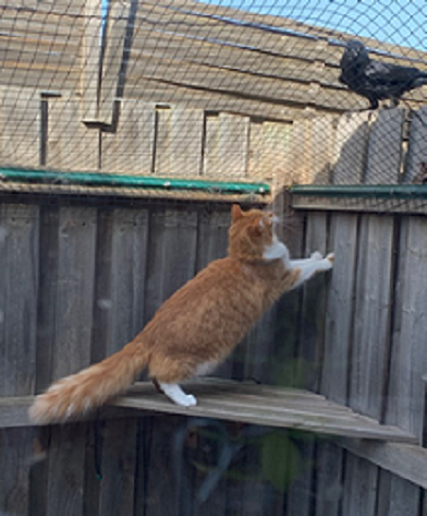 Blog | Safe Cat Safe Wildlife