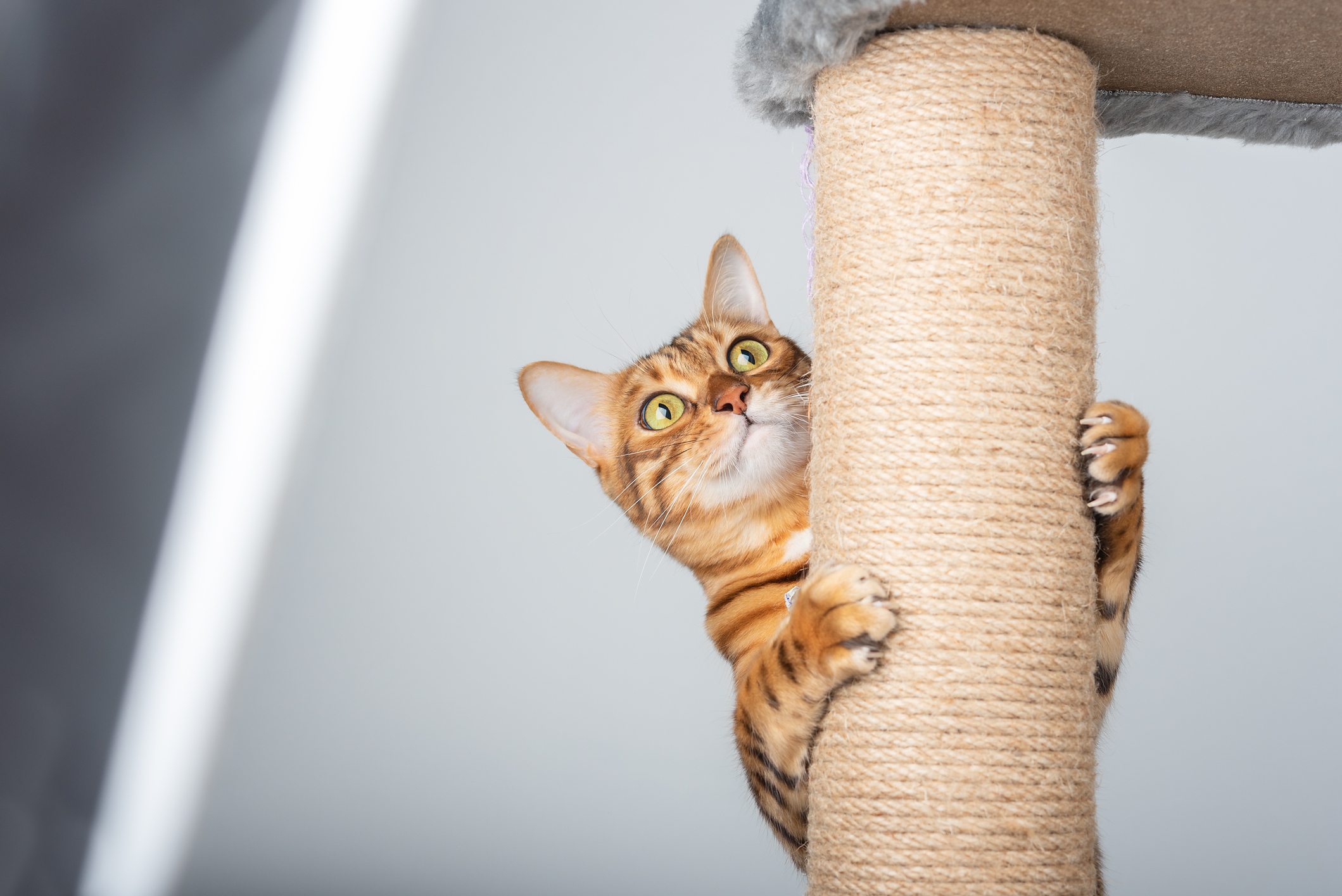 Blog | Safe Cat Safe Wildlife