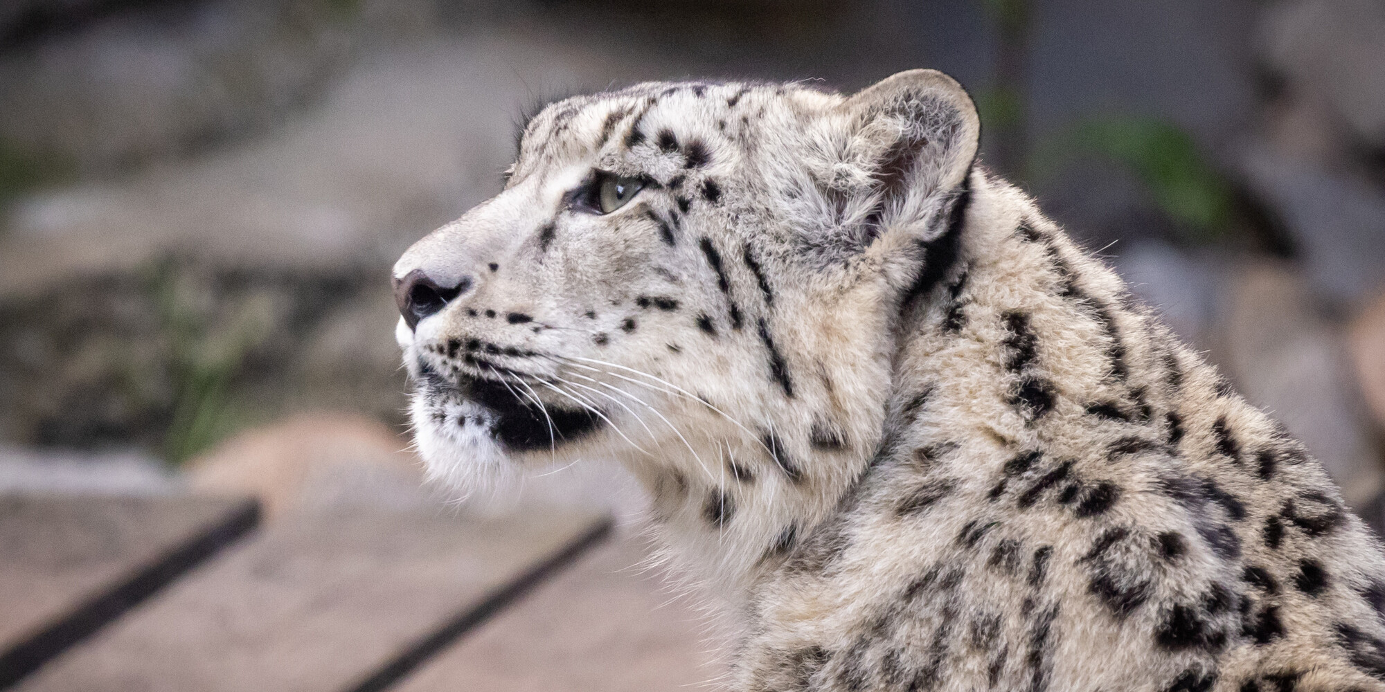 Blog | Safe Cat Safe Wildlife