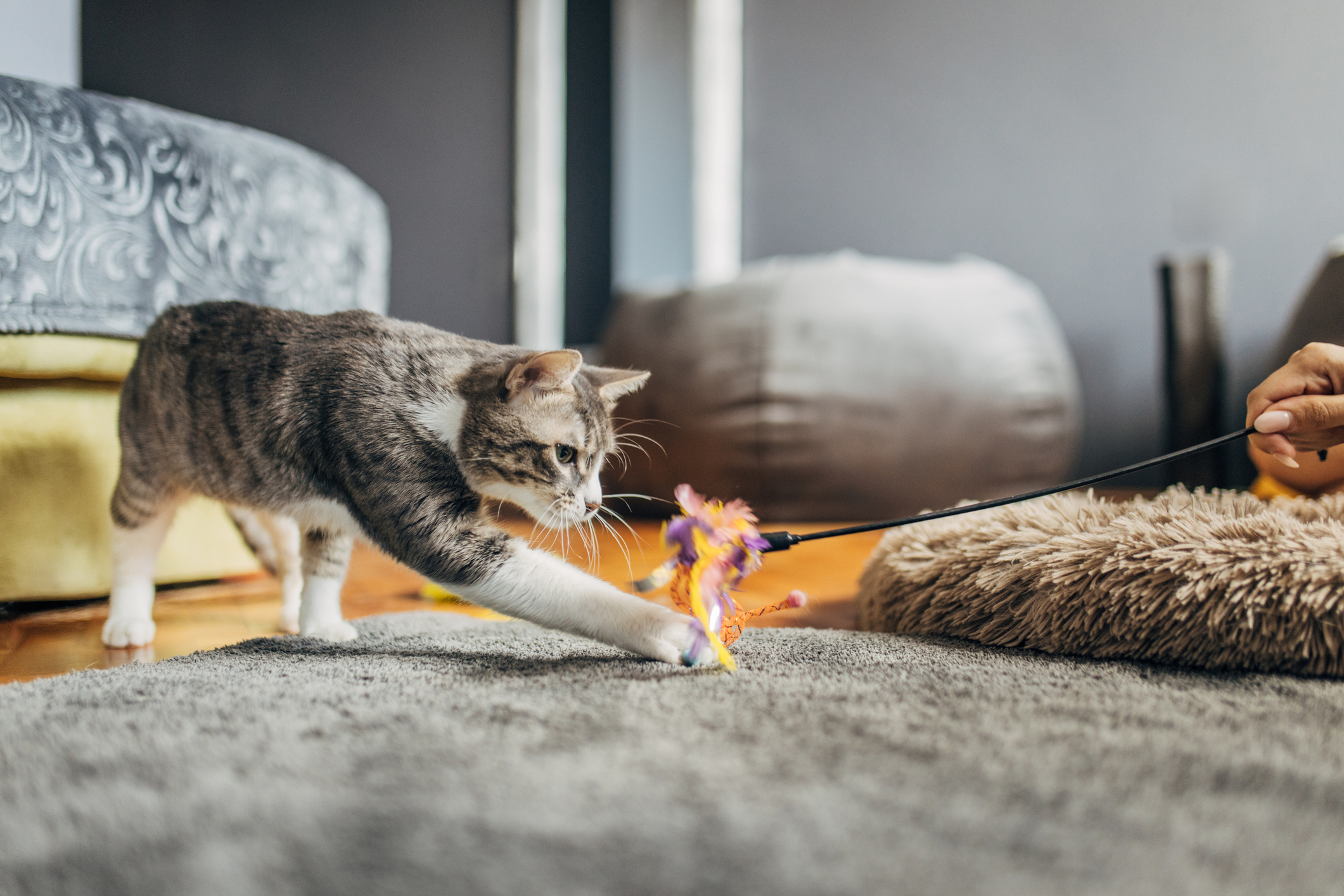 Blog | Safe Cat Safe Wildlife