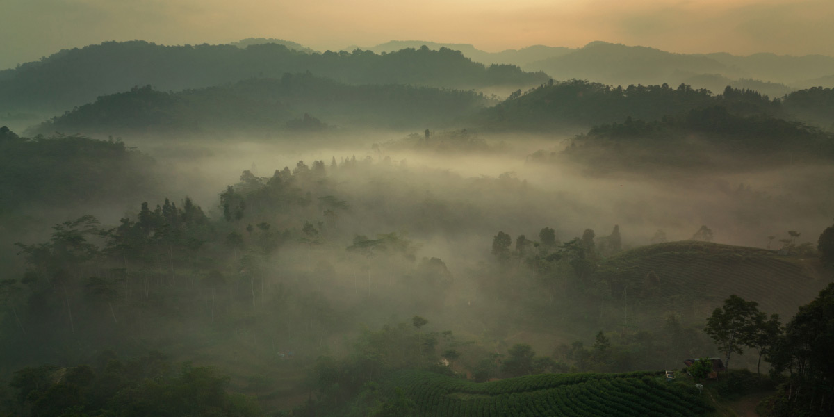Tea selection | AGOBAY