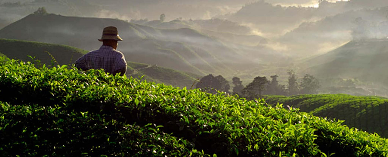 Caring for Tea Farms | Lipton Sustainable Farming Practices