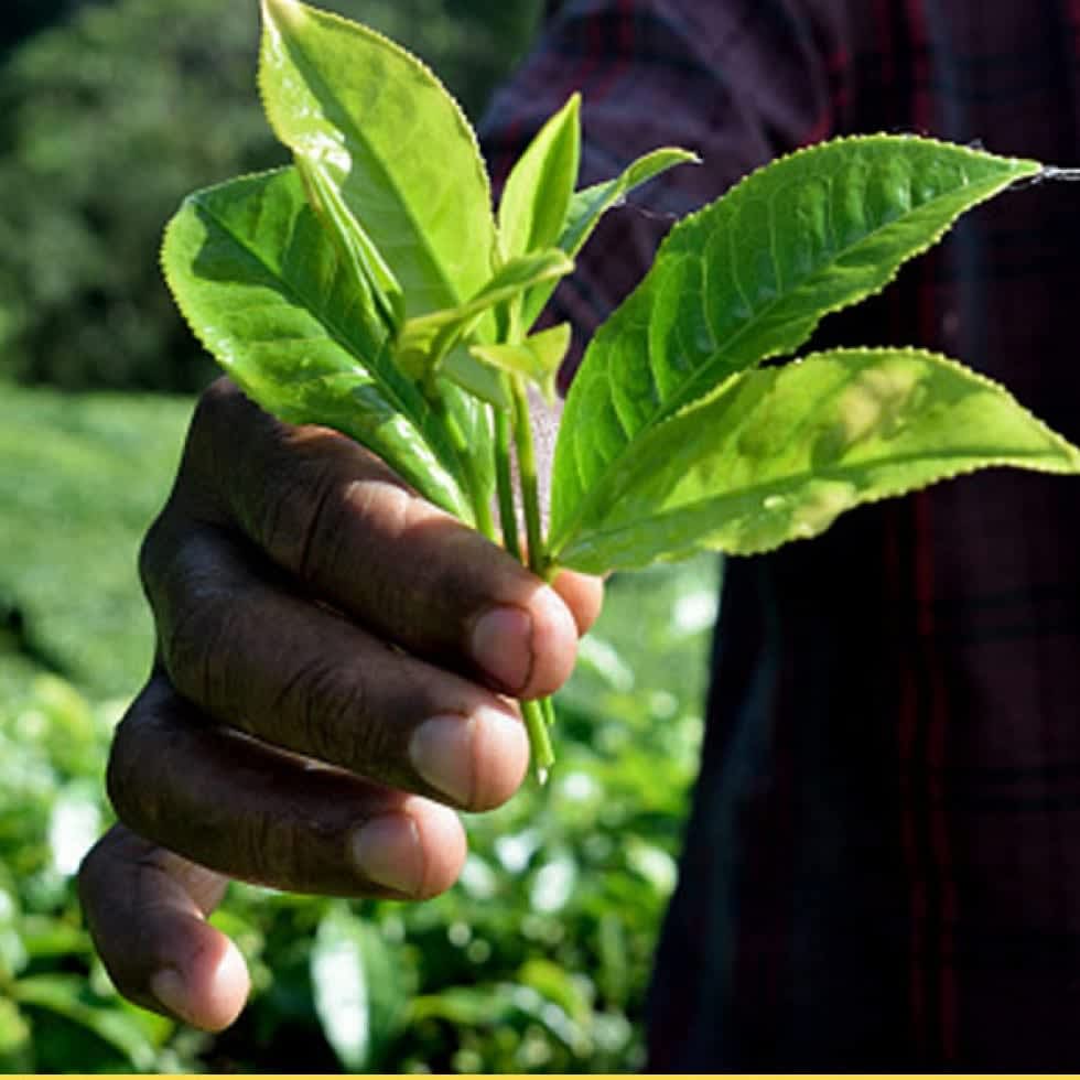 Our Purpose | Sustainability | The Story Of Lipton | Lipton