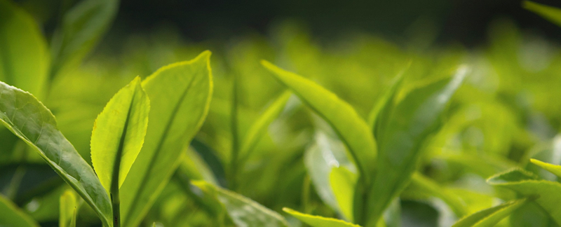 What Are Flavonoids? | Lipton