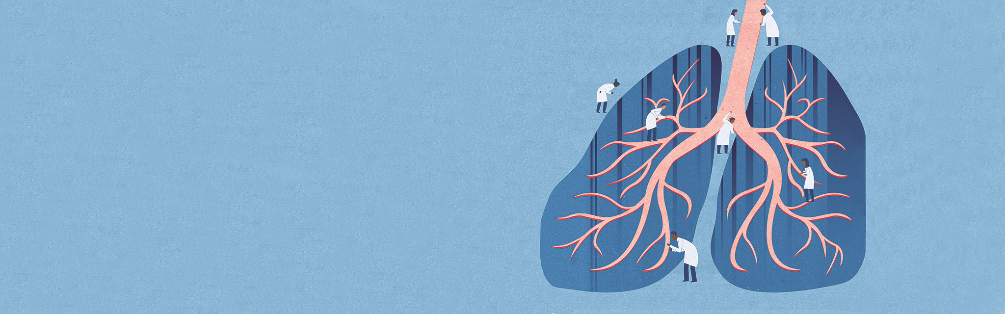 Så fungerar lungorna | Hjärt-Lungfonden