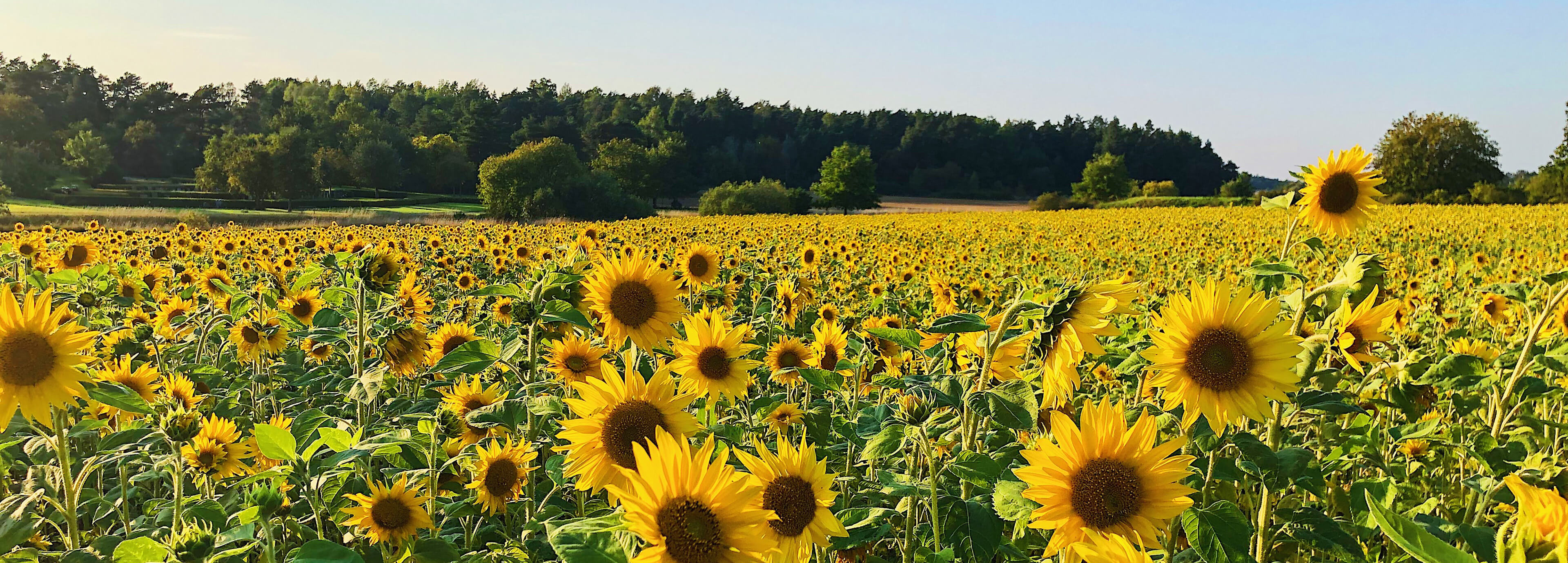 Julias solrosor blir till livsviktig forskning | Hjärt-Lungfonden