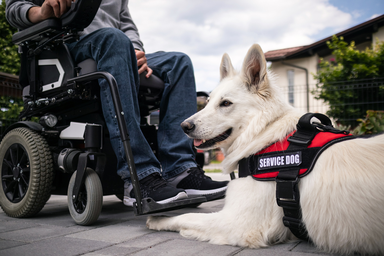 Does Medicare Cover Service Animals?