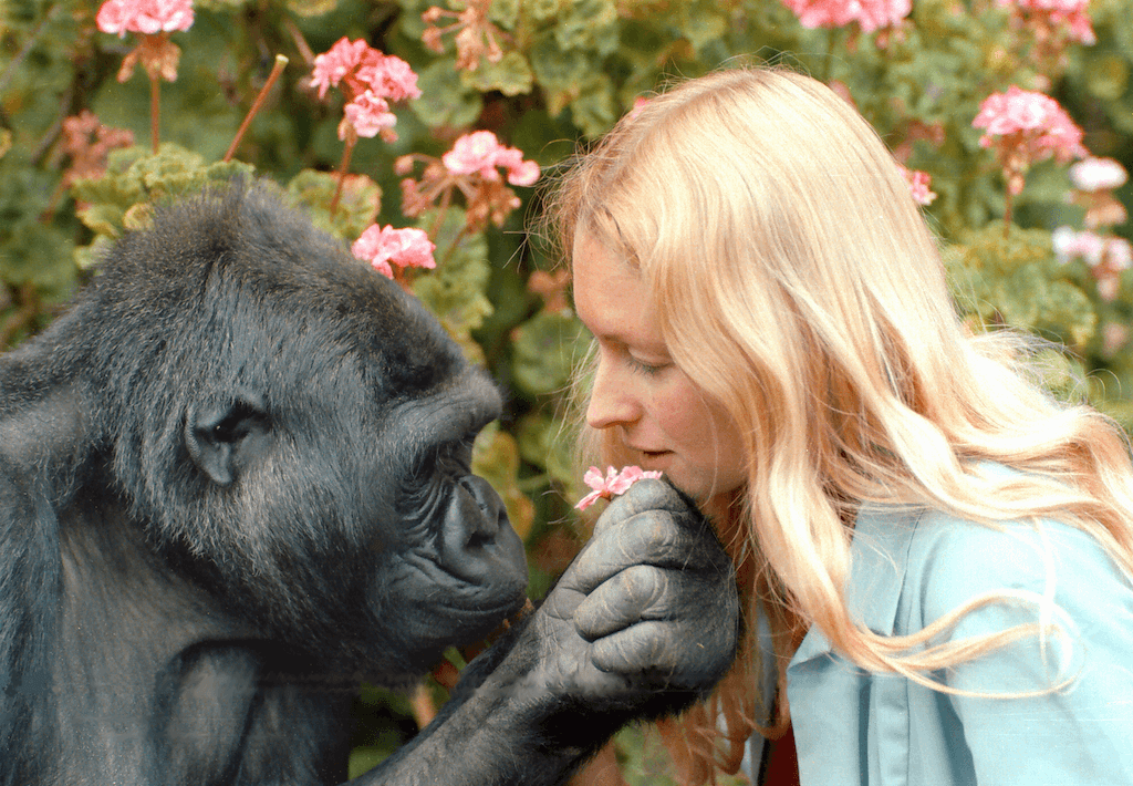 Koko Signs: Interview With Dr. Penny Patterson | ArcTouch