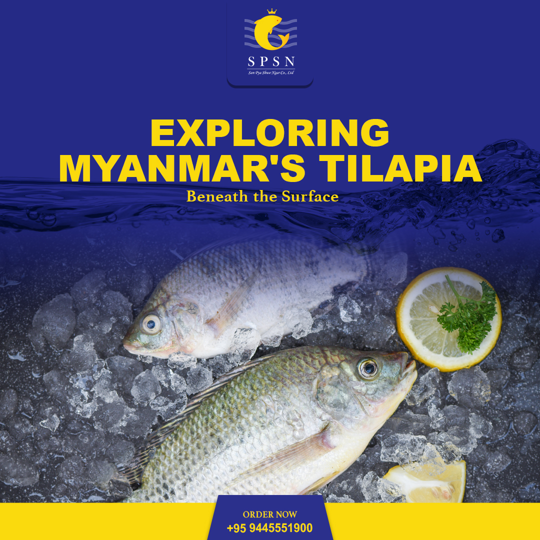 Exploring Myanmar's TIlapia Beneth the surface | San Pya Shwe Ngar Blog