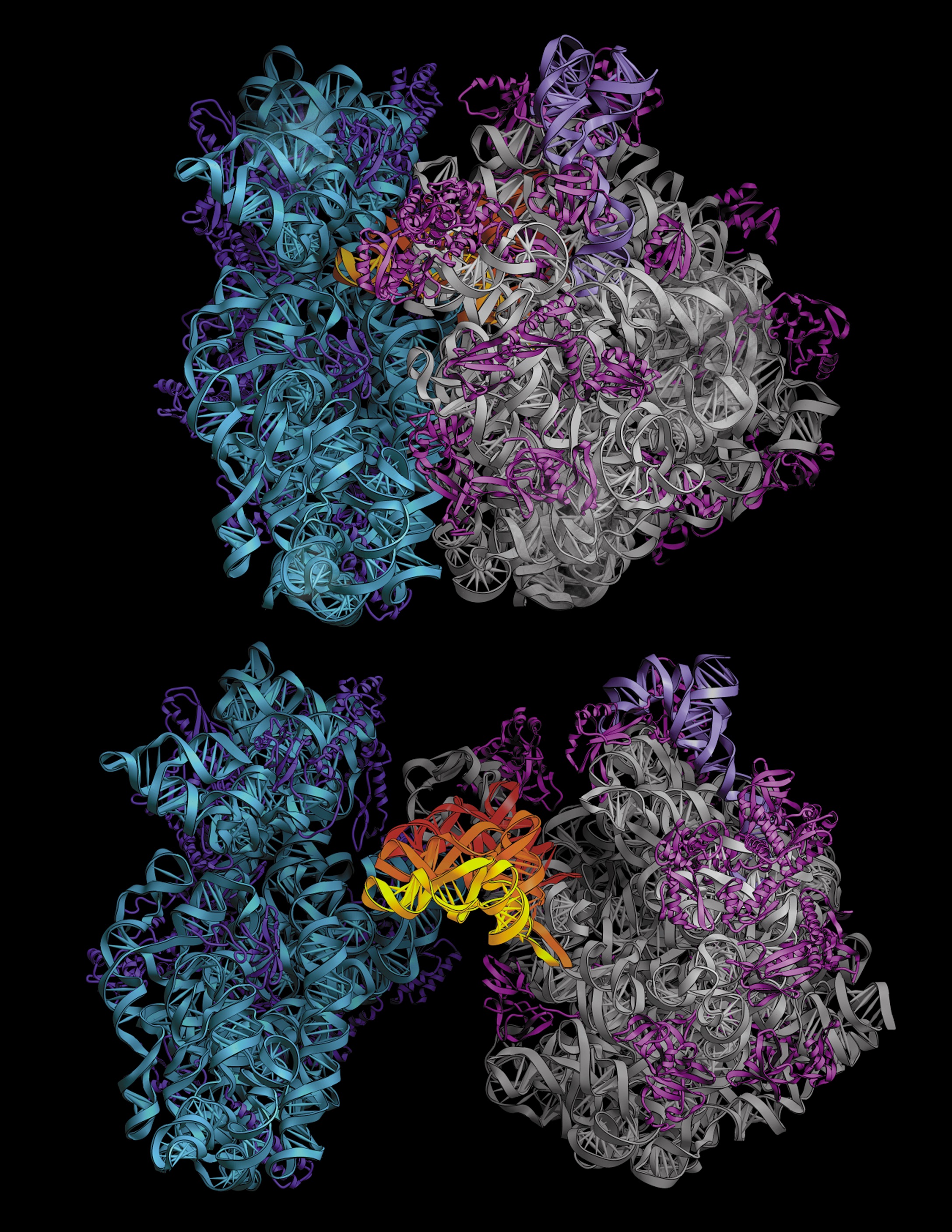 The Nobel Prize | Women who changed science | Ada Yonath