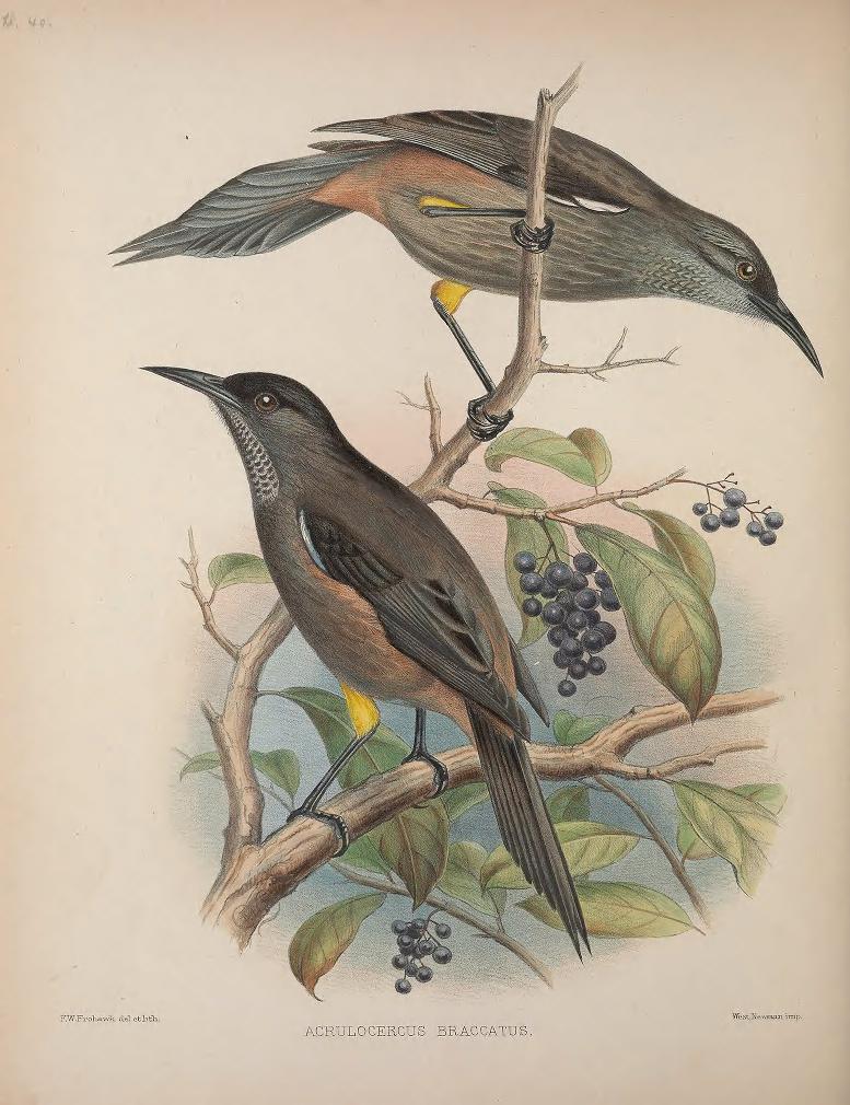 Kauaʻi ʻŌʻō | Moho braccatus | Species Spotlight
