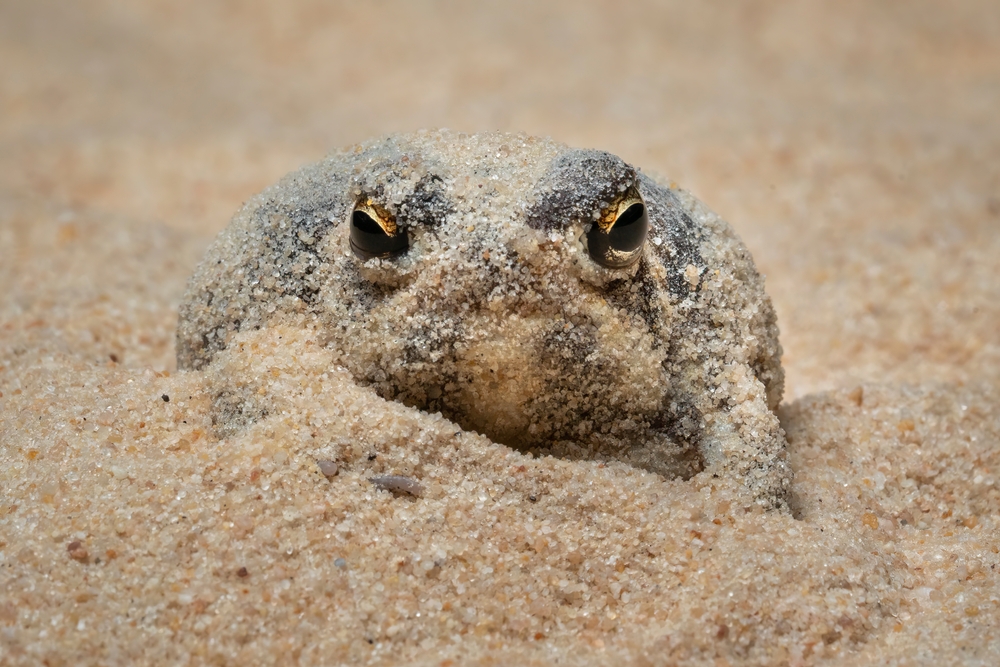 Desert Rain Frog The Desert Rain Frog: This Smallest And Cutest