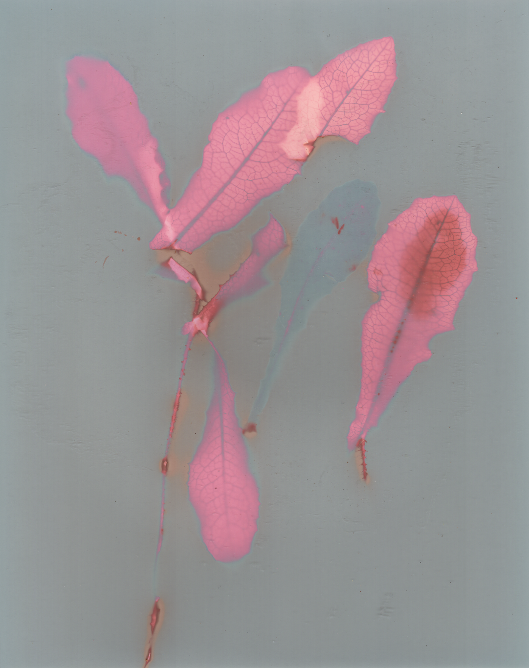 Henry Wolff | Henry Wolff