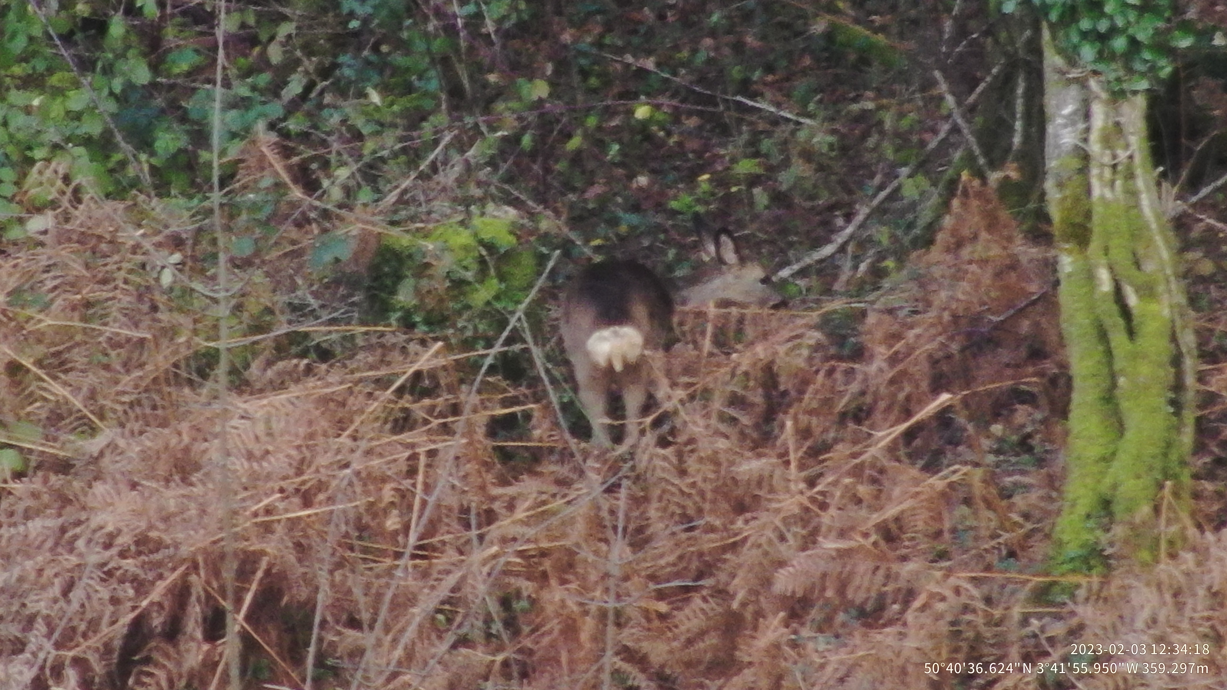Woodland Trust Deploys Drones To Revolutionise Deer Surveys
