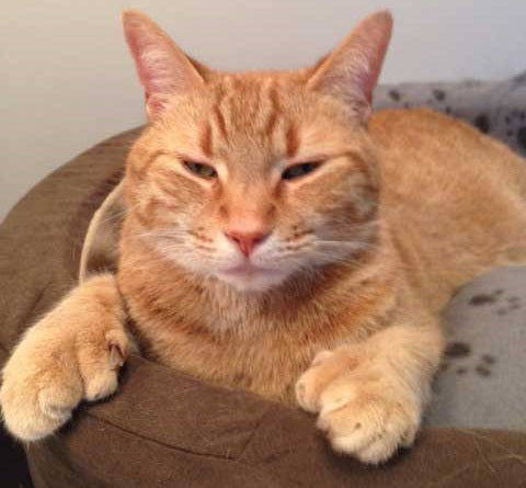 Orange Polydactyl Cat