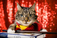 Harry Potter Cat Names Enchanting Ideas For Your Feline Friend Harry Potter Cat Names Enchanting Ideas For Your Feline Friend