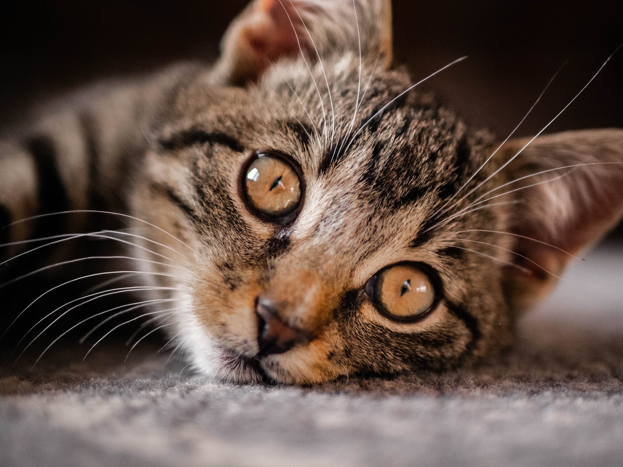 Understanding Cat Emotions: Do Our Feline Friends Feel Love and More ...
