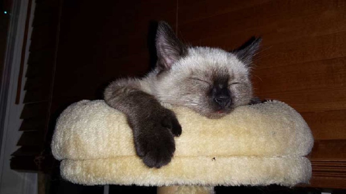 What Cat Breed Has 7 Toes