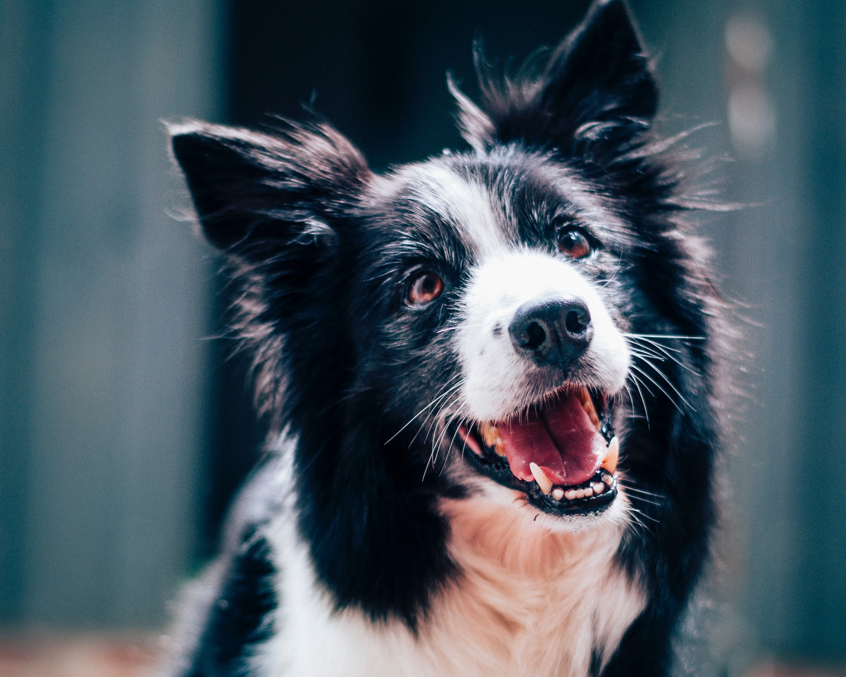 Smartest Dog Breeds and Intelligence Rankings