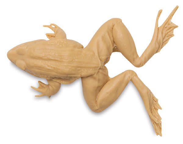 Gyotaku Fish Printing Replica - Grass Frog | BLICK Art Materials